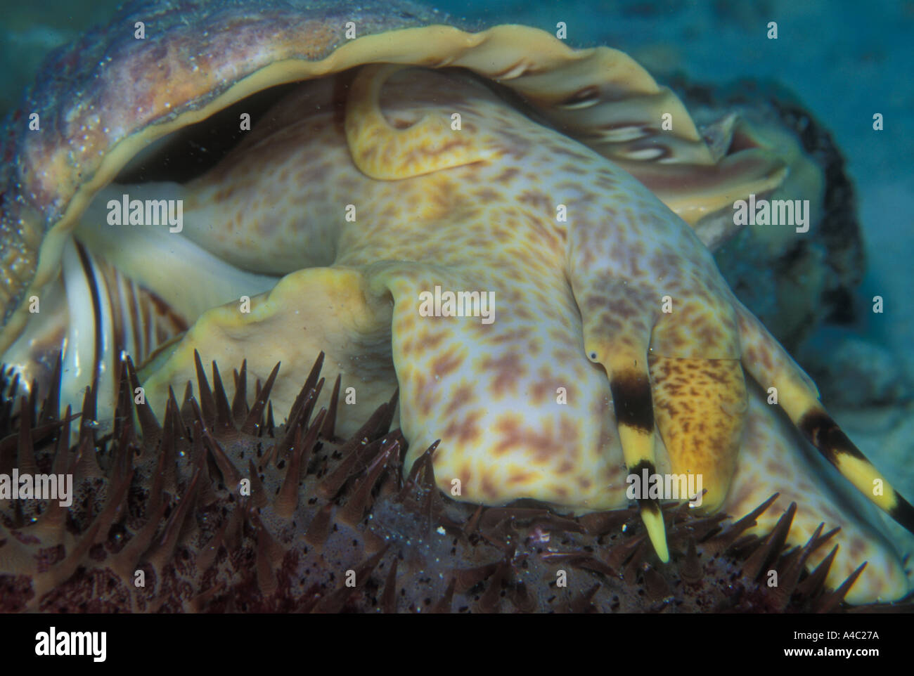 Trumpet triton hi-res stock photography and images - Alamy