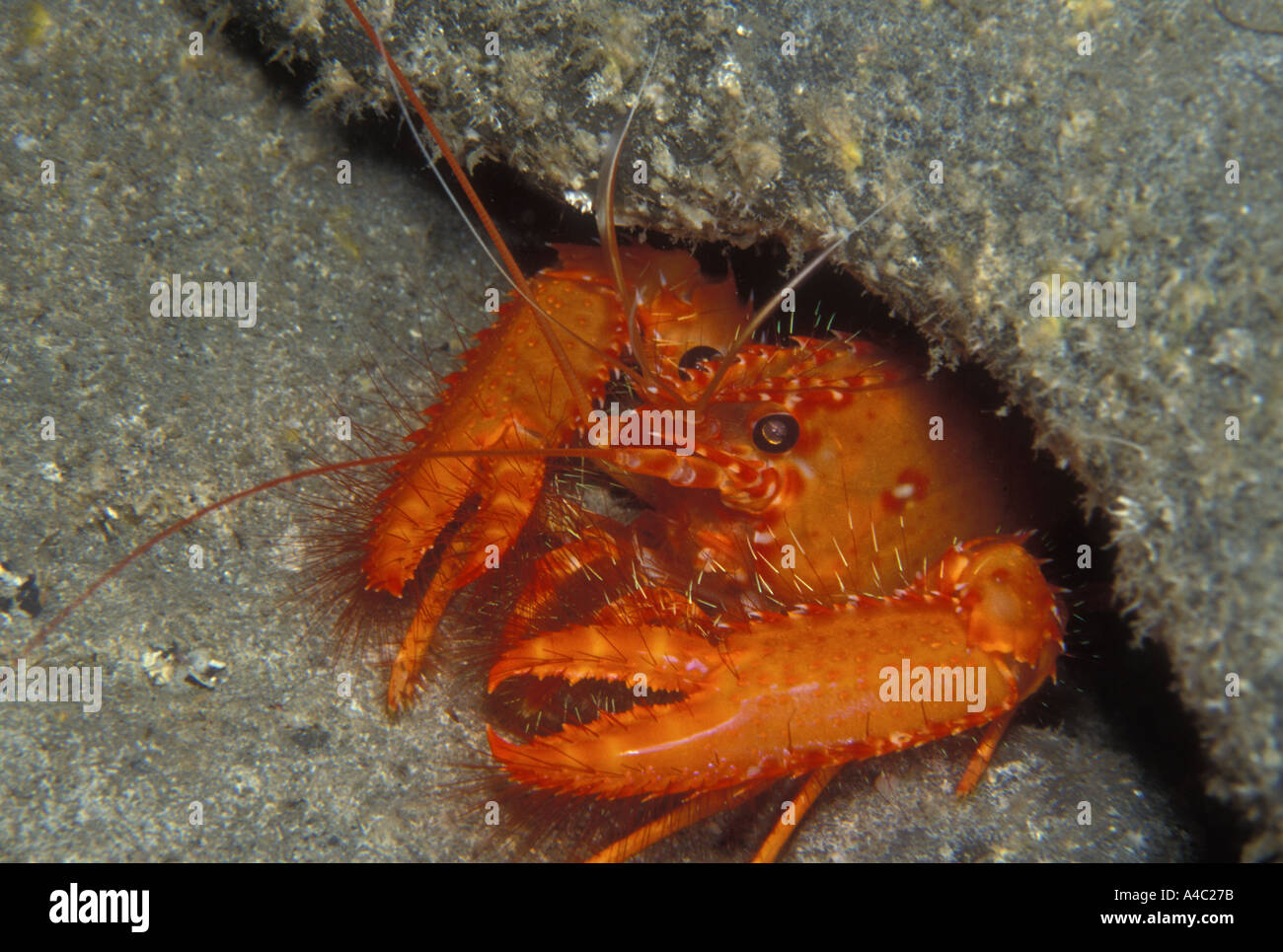 REEF LOBSTER ENOPLOMETOPUS OCCIDENTALIS Stock Photo - Alamy