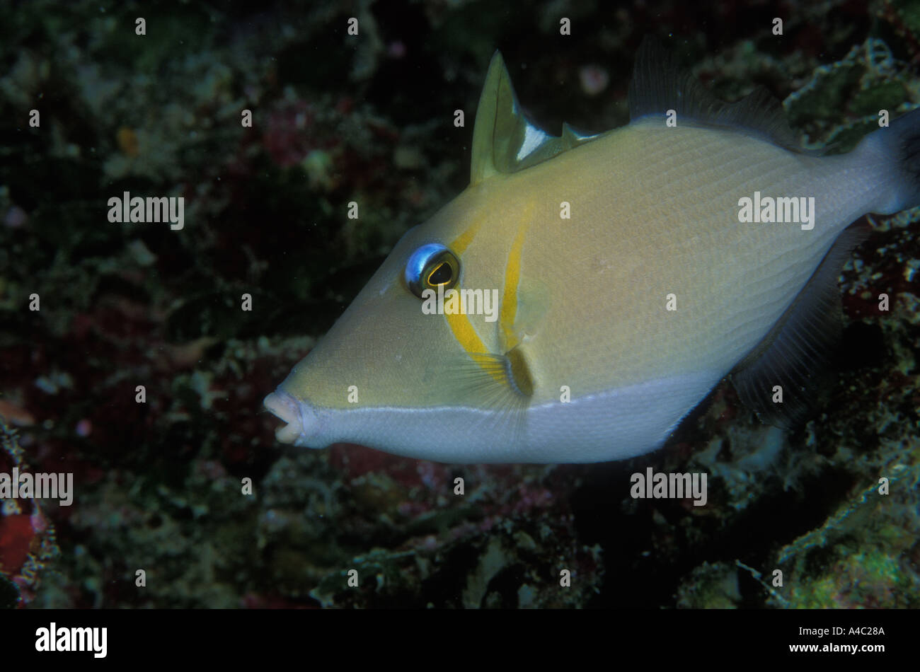 Boomerang triggerfish hi-res stock photography and images - Alamy