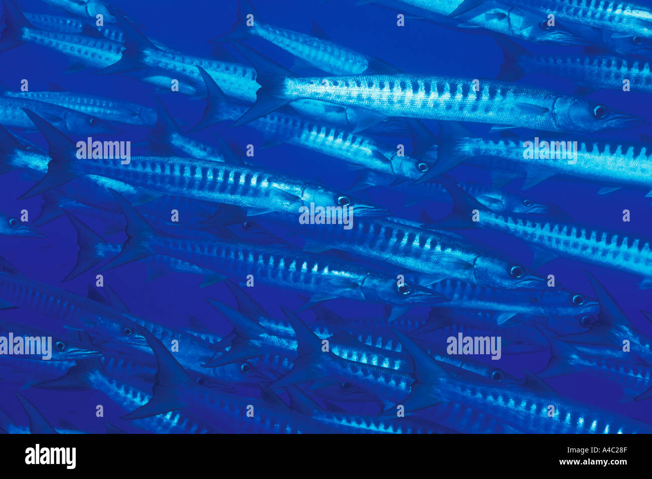 CHEVRON OR BLACKFIN BARRACUDA SPHYRAENA GENIE Stock Photo - Alamy