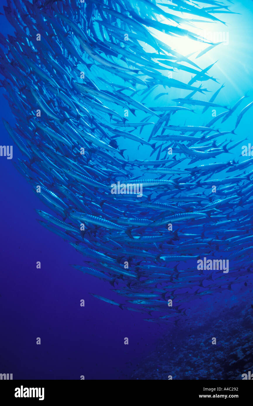 CHEVRON OR BLACKFIN BARRACUDA SPHYRAENA GENIE Stock Photo - Alamy