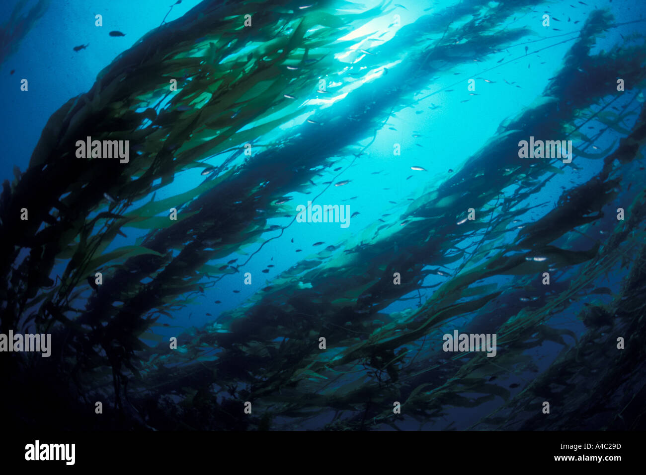 GIANT KELP MACROCYSTIS PYRIFERA A TYPE OF ALGAE CHANNEL ISLANDS ...