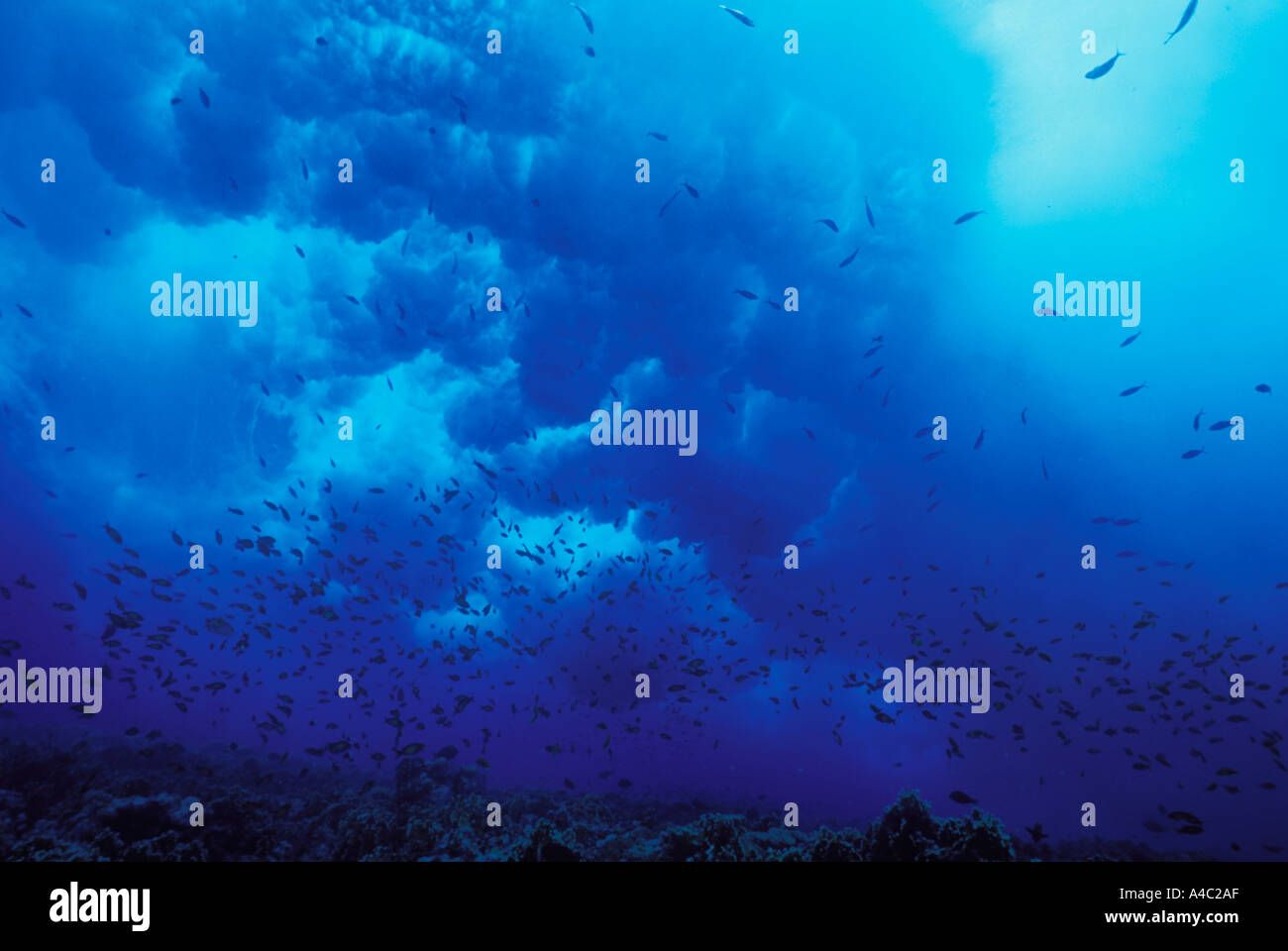 Below the surface hi-res stock photography and images - Alamy