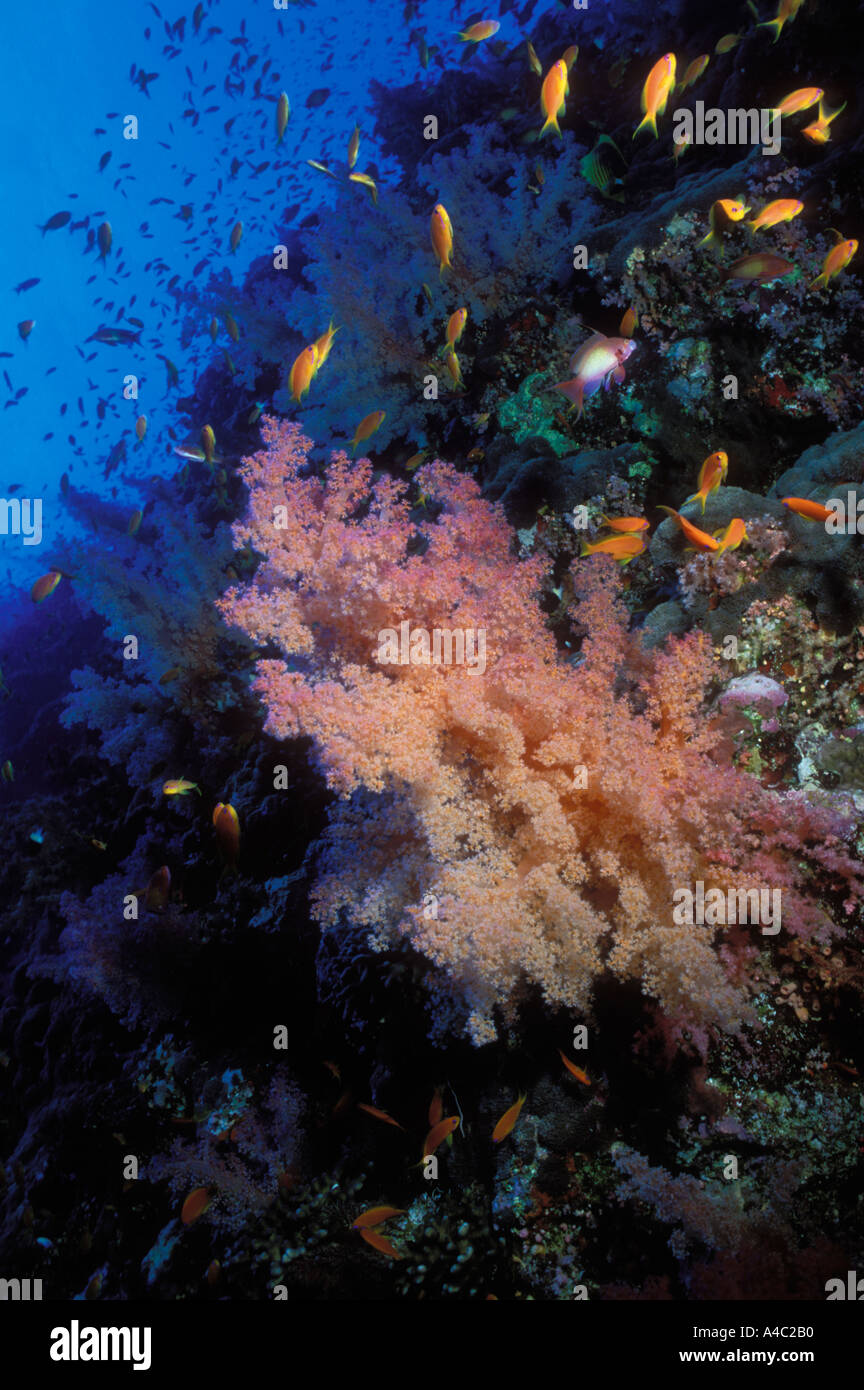 FAIRY BASSLETS SURROUND A BRANCH OF SOFT CORAL DENDRONEPHTHYA SP IN THE ...
