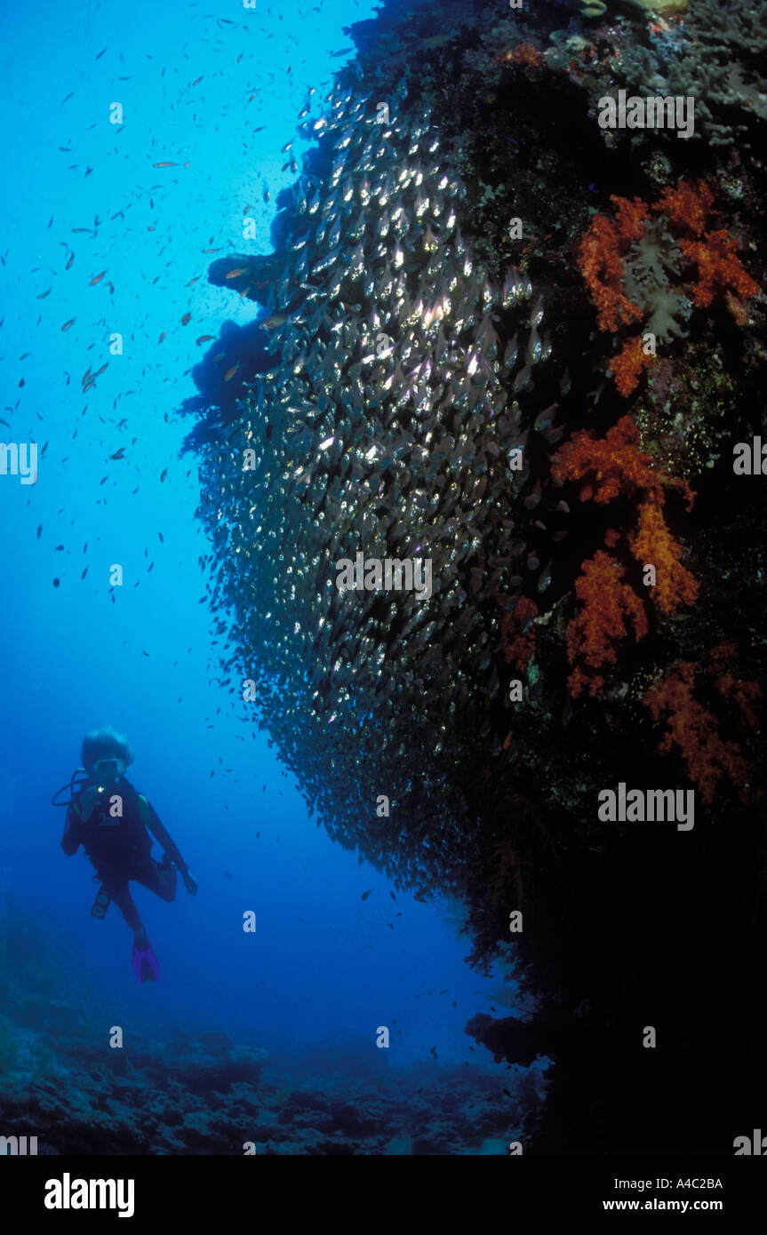 Pempheridae coral reef golden sweeper hi-res stock photography and ...