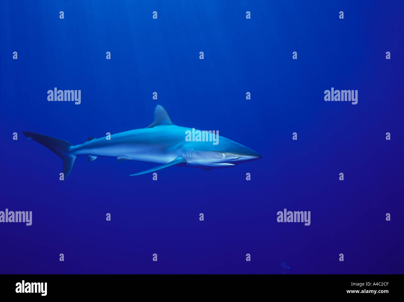 SILKY SHARK CARCHARHINUS FALCIFORMIS Stock Photo - Alamy