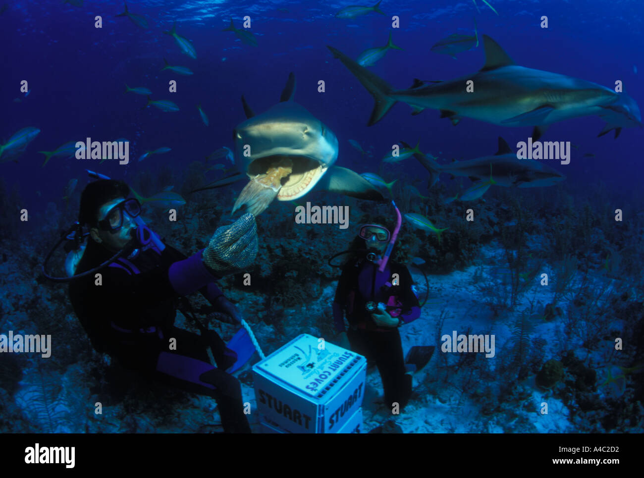 STUART COVE FEEDS CARIBBEAN REEF SHARK CARCHARHINUS PEREZI IN THE ...