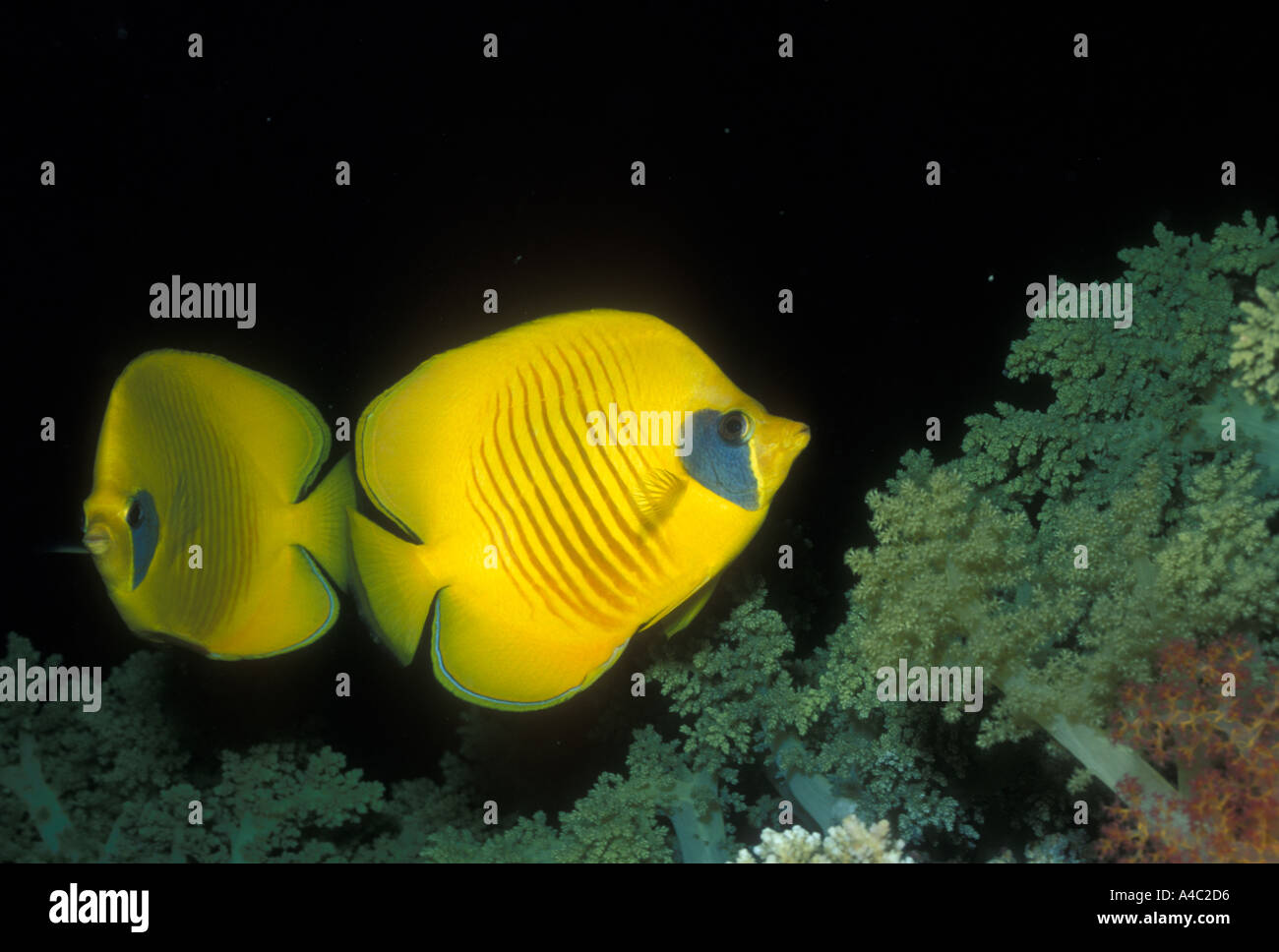 MASKED BUTTERFLYFISH CHAETODON SEMILARVATUS RED SEA Stock Photo - Alamy
