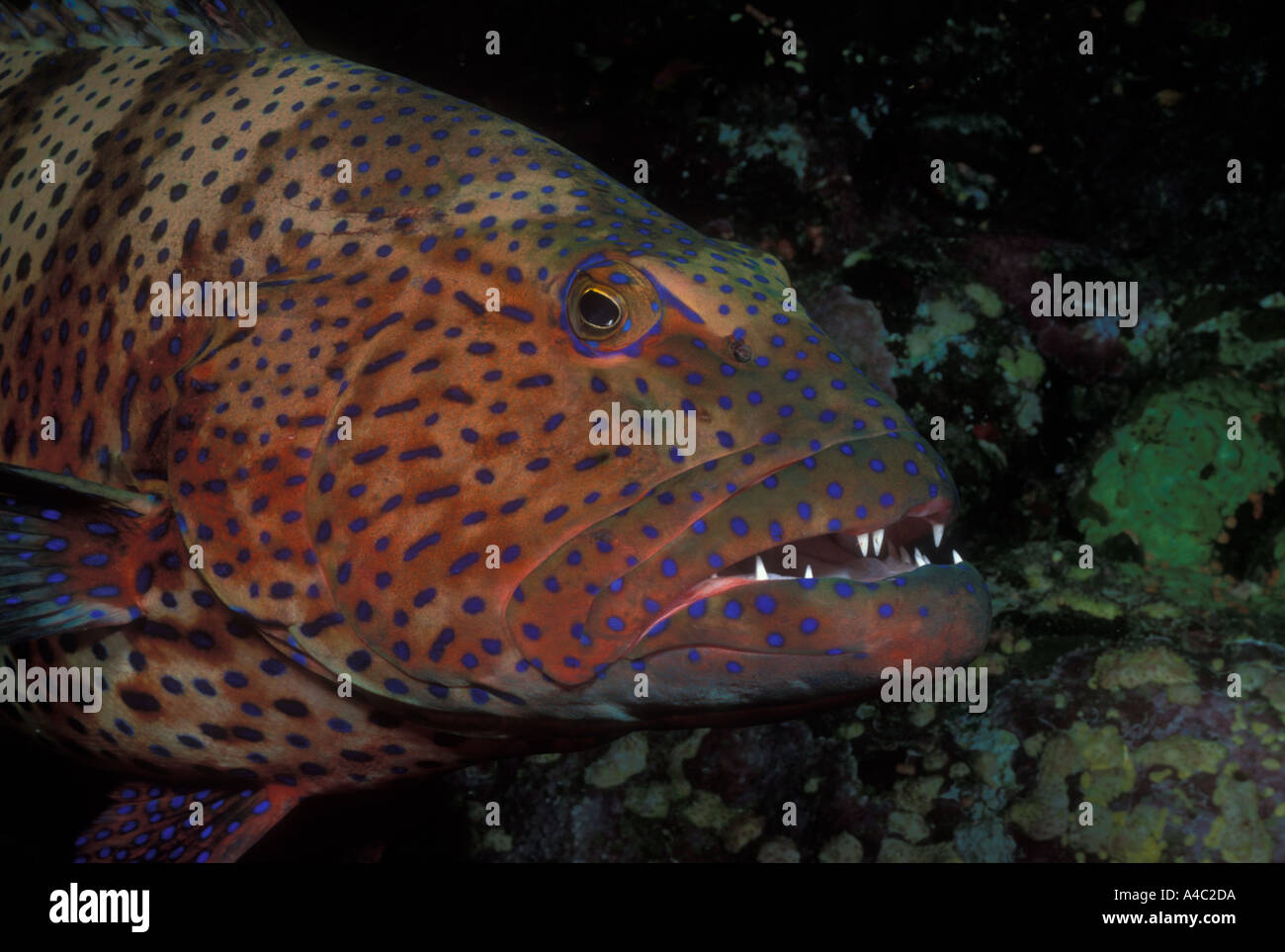 Plectropomus pessuliferus marisrubri hi-res stock photography and ...