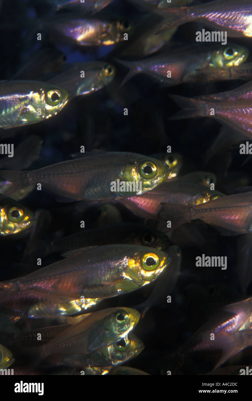 GOLDEN SWEEPERS PARAPRIACANTHUS RANSONNETI Stock Photo - Alamy