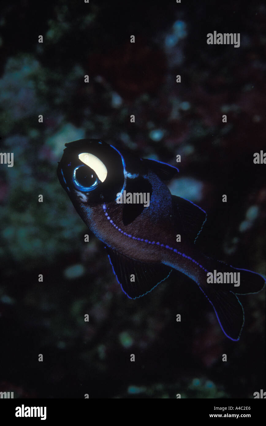 Flashlightfish hi-res stock photography and images - Alamy
