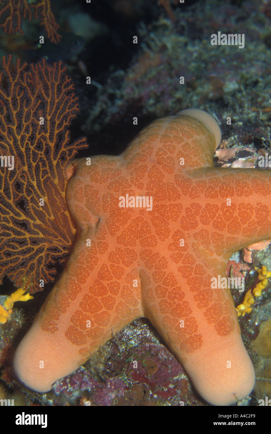 SEA STAR CHORIASTER GRANULATUS Stock Photo - Alamy