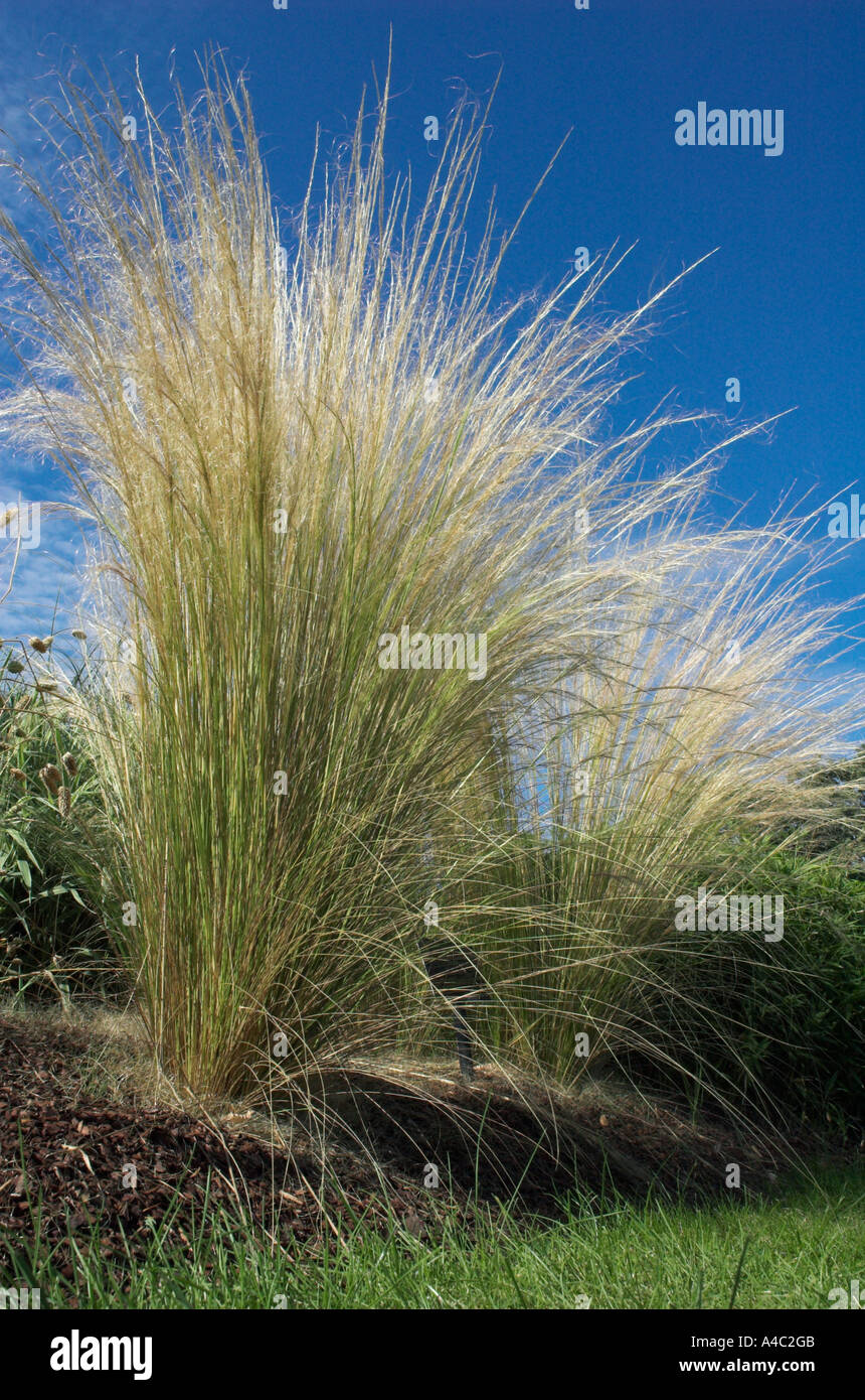 Stipa Tenuissima High Resolution Stock Photography and Images - Alamy
