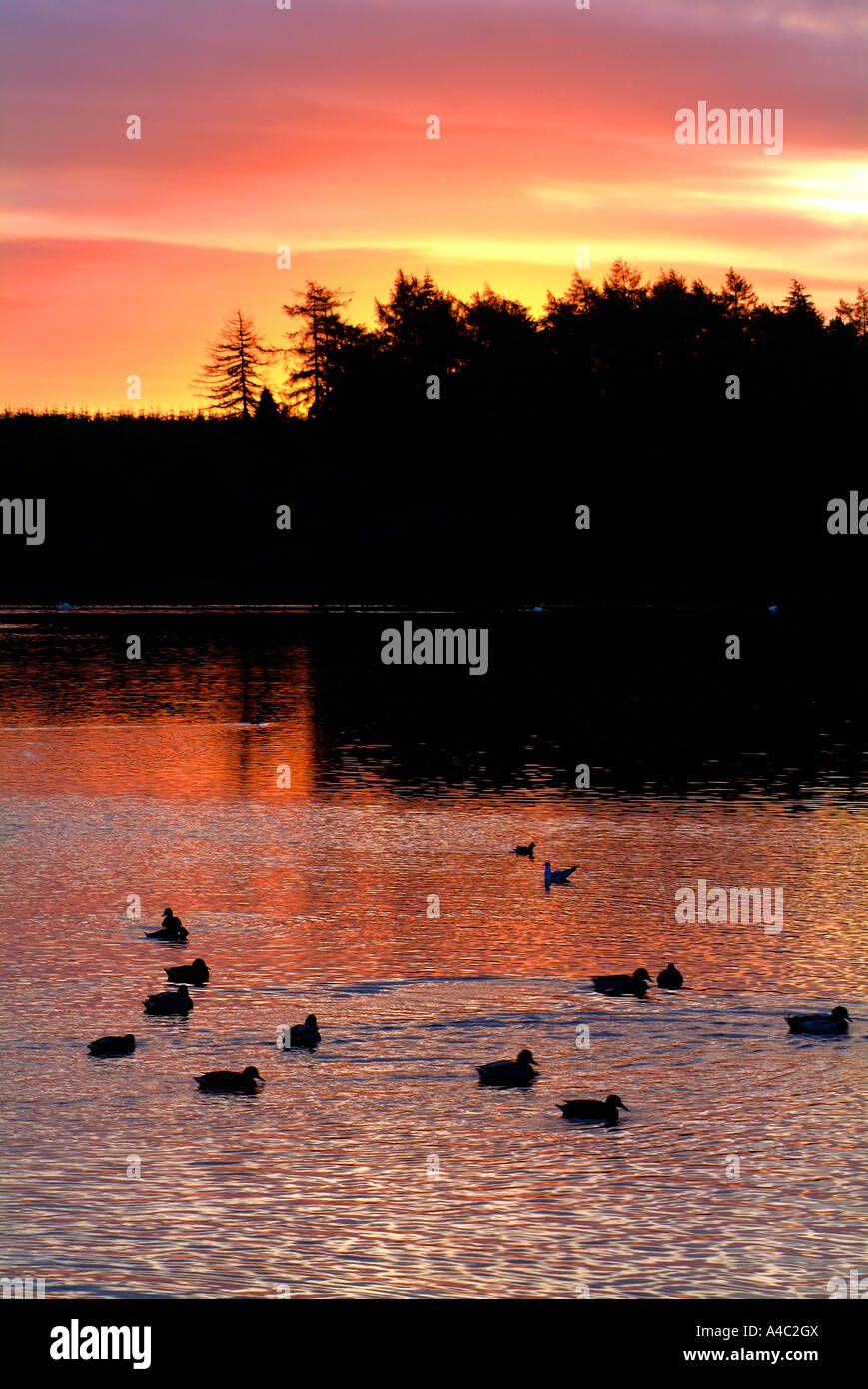 Sunrise over Hillsborough Lake, Hillsborough, County Down, Northern ...