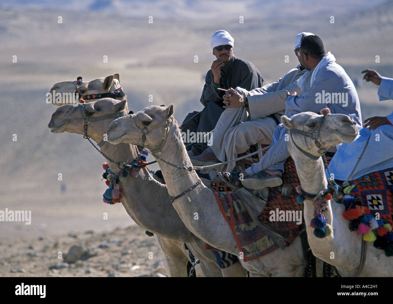 Camel riders waiting for tourists Giza pyramids Egypt Stock Photo - Alamy