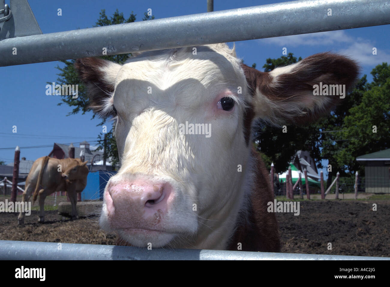 Cow posing at gate Stock Photo - Alamy