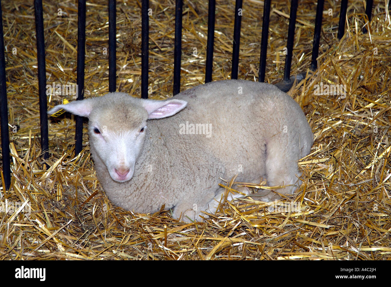 Sheep lying down on some hay Stock Photo - Alamy