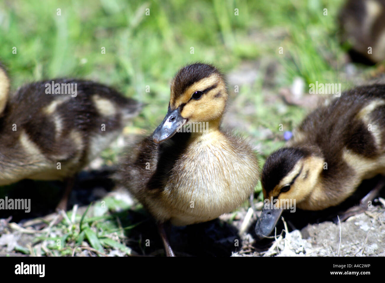 Waterfowl baby hi-res stock photography and images - Alamy