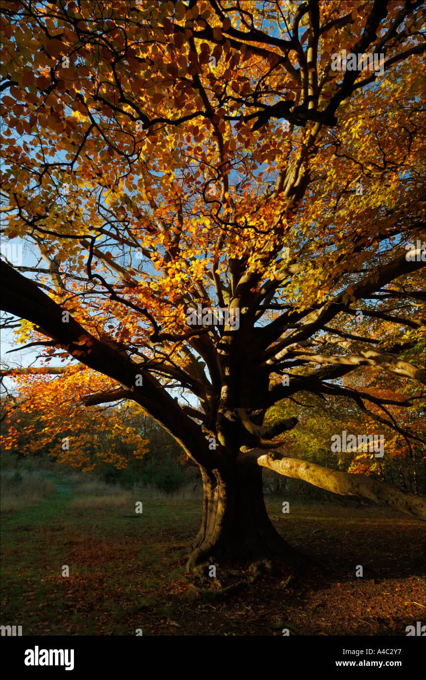 Back-lit autumn foliage tree in Clumber park Nottinghamshire England UK ...