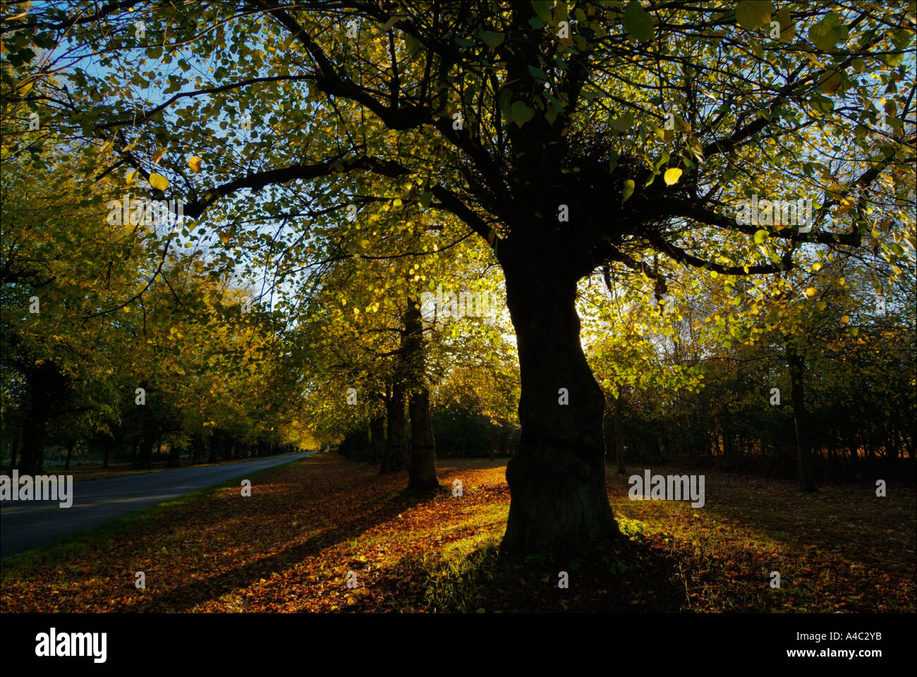 Back-lit autumn foliage tree in Clumber park Nottinghamshire England UK ...