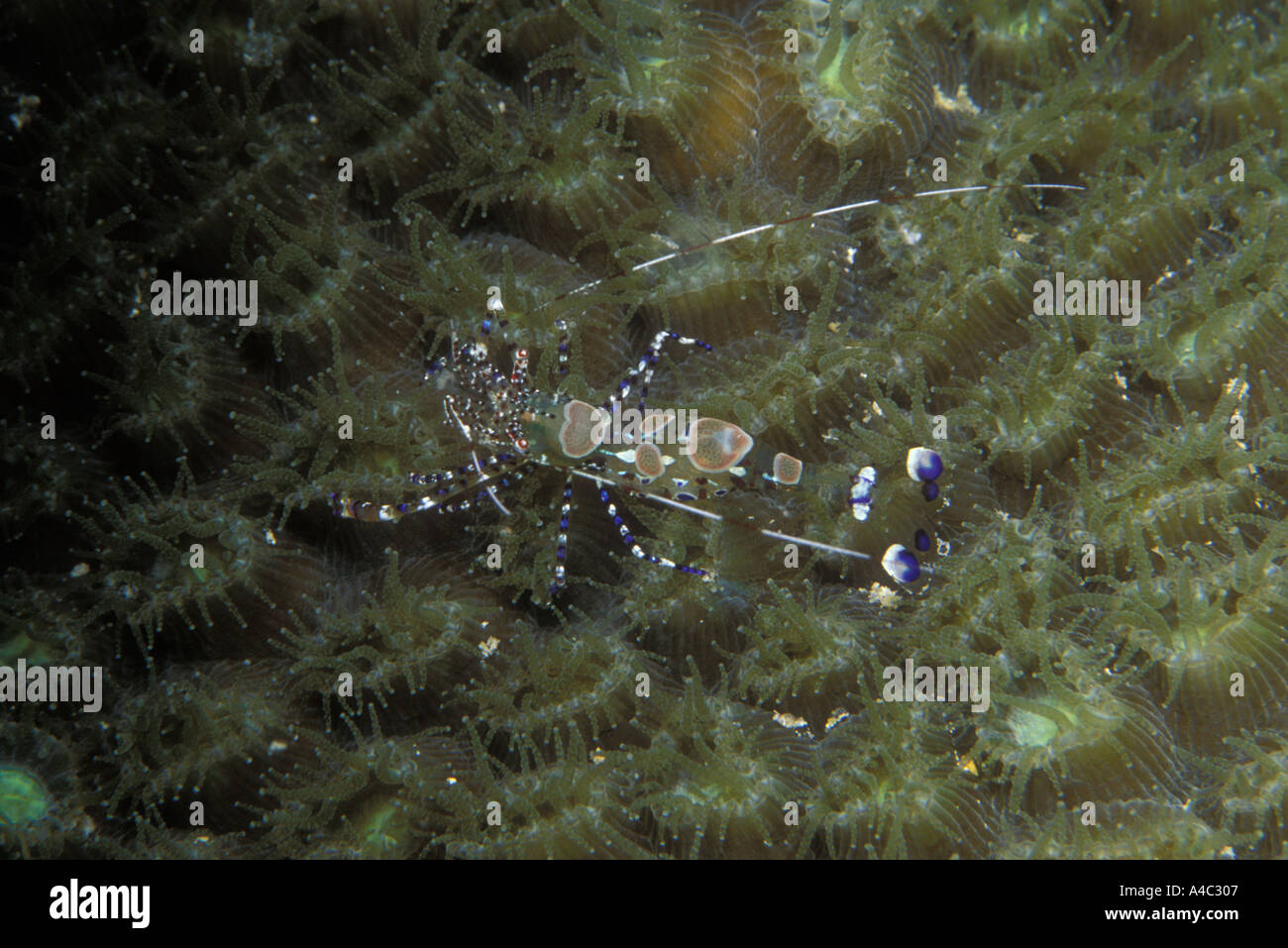 SPOTTED CLEANER SHRIMP PERICLIMENES YUCATANICUS Stock Photo - Alamy