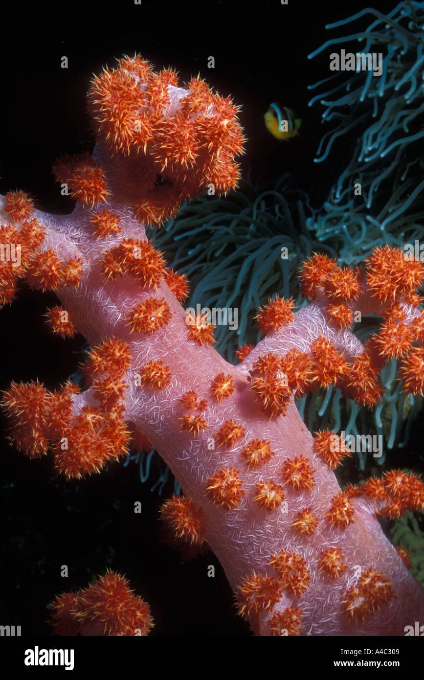 SOFT CORAL DENDRONEPHTHYA SPECIES Stock Photo - Alamy