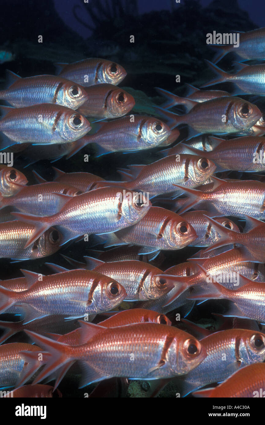BLACKBAR SOLDIERFISH MYRIPRISTIS JACOBUS Stock Photo - Alamy
