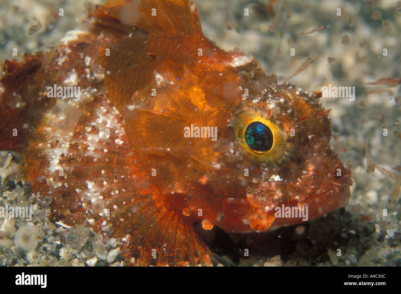 SPOTTED SCORPIONFISH SCORPAENA PLUMIERI Stock Photo - Alamy