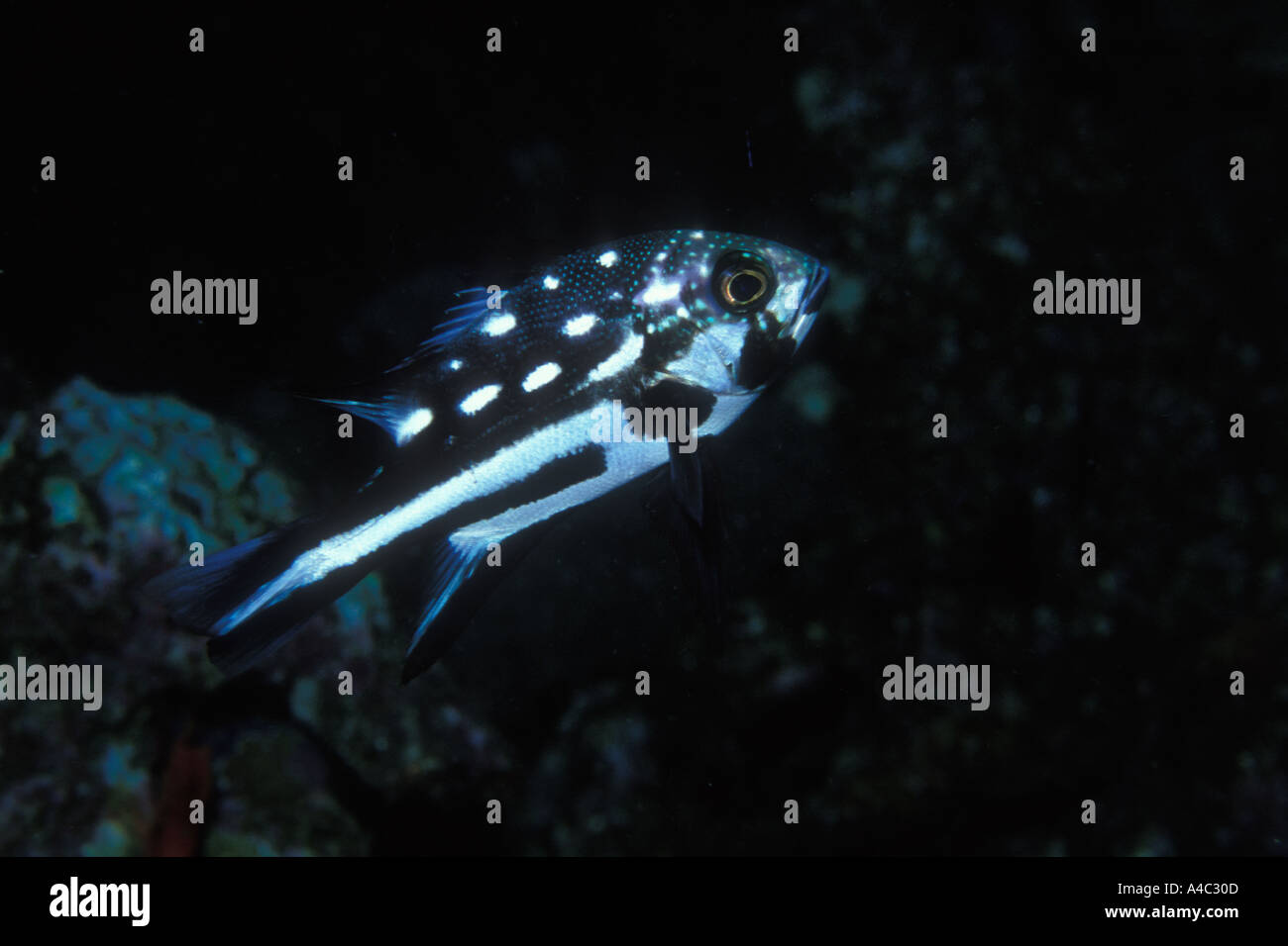 BLACK AND WHITE SNAPPER MACOLOR NIGER Stock Photo - Alamy