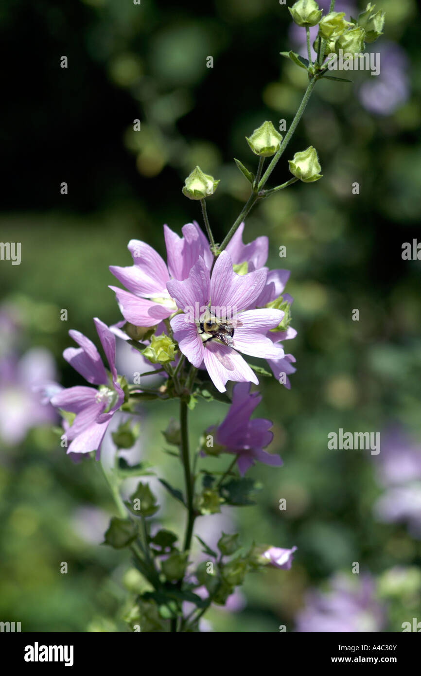 Bee on purple geranium flower (Geranium viscosissimum Stock Photo - Alamy