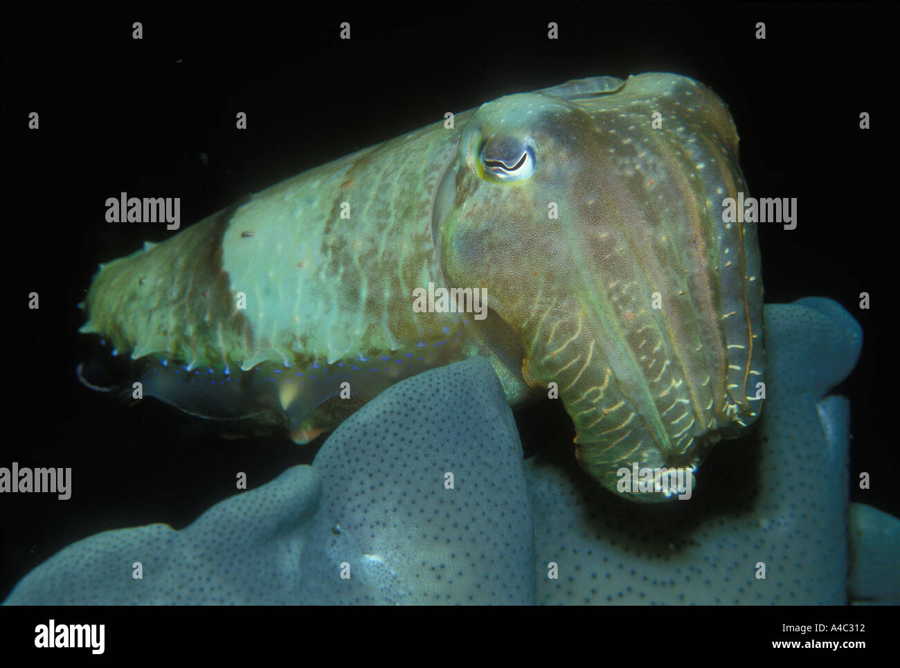 Closeup broadclub cuttlefish sepia latimanus hi-res stock photography ...