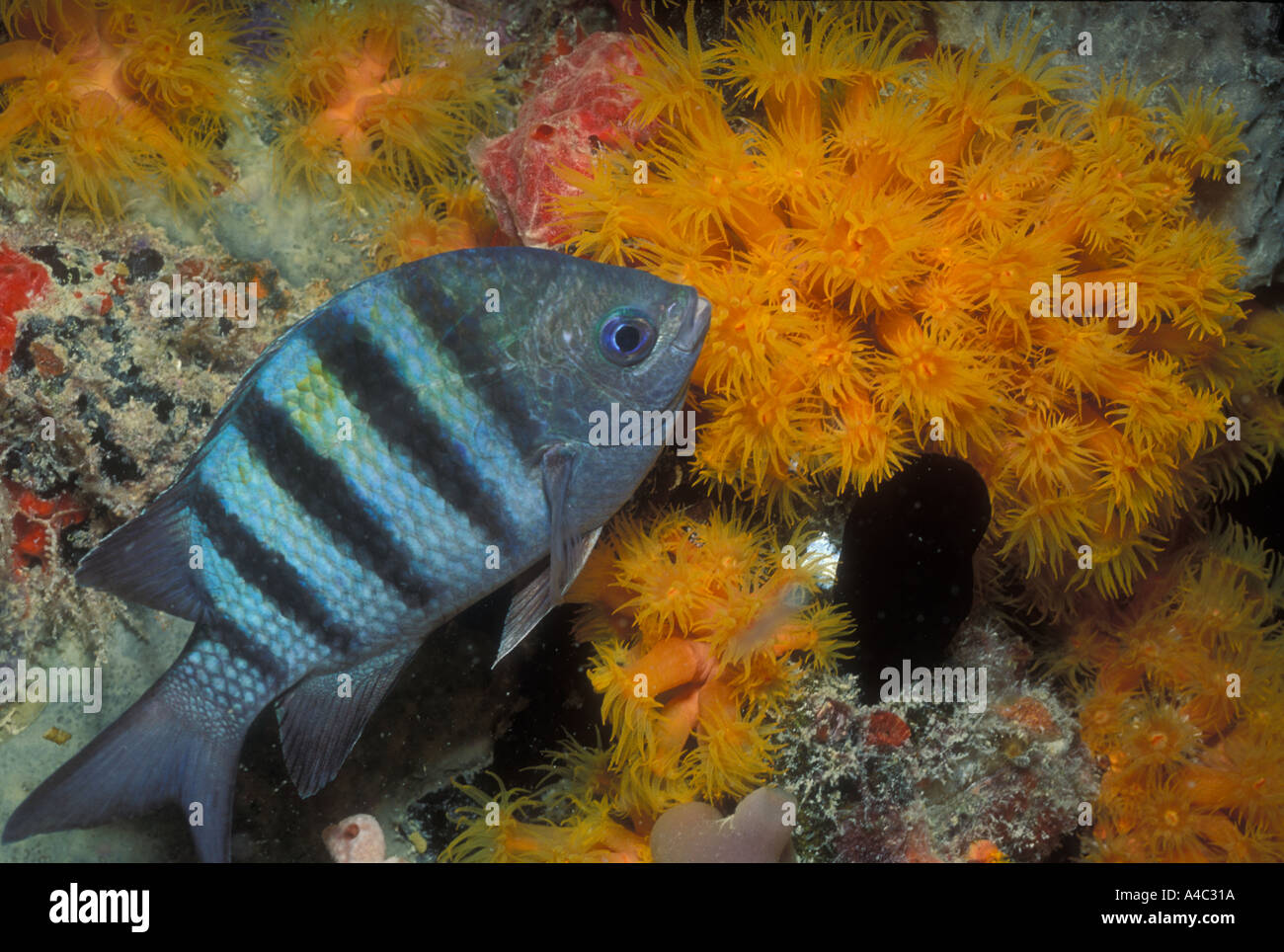 SERGEANT MAJOR ABUDEFDUF SAXATILIS Stock Photo - Alamy