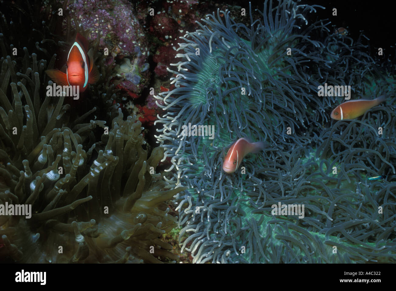 TWO VARIETIES OF ANEMONEFISH IN THEIR ADJACENT DIFFERING HABITATS Stock ...