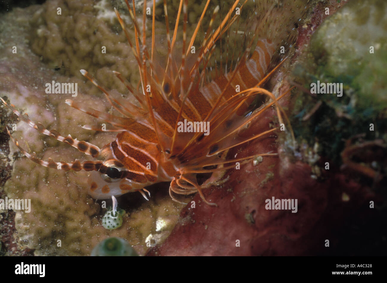 SPOTFIN LIONFISH PTEROIS ANTENNATA Stock Photo - Alamy