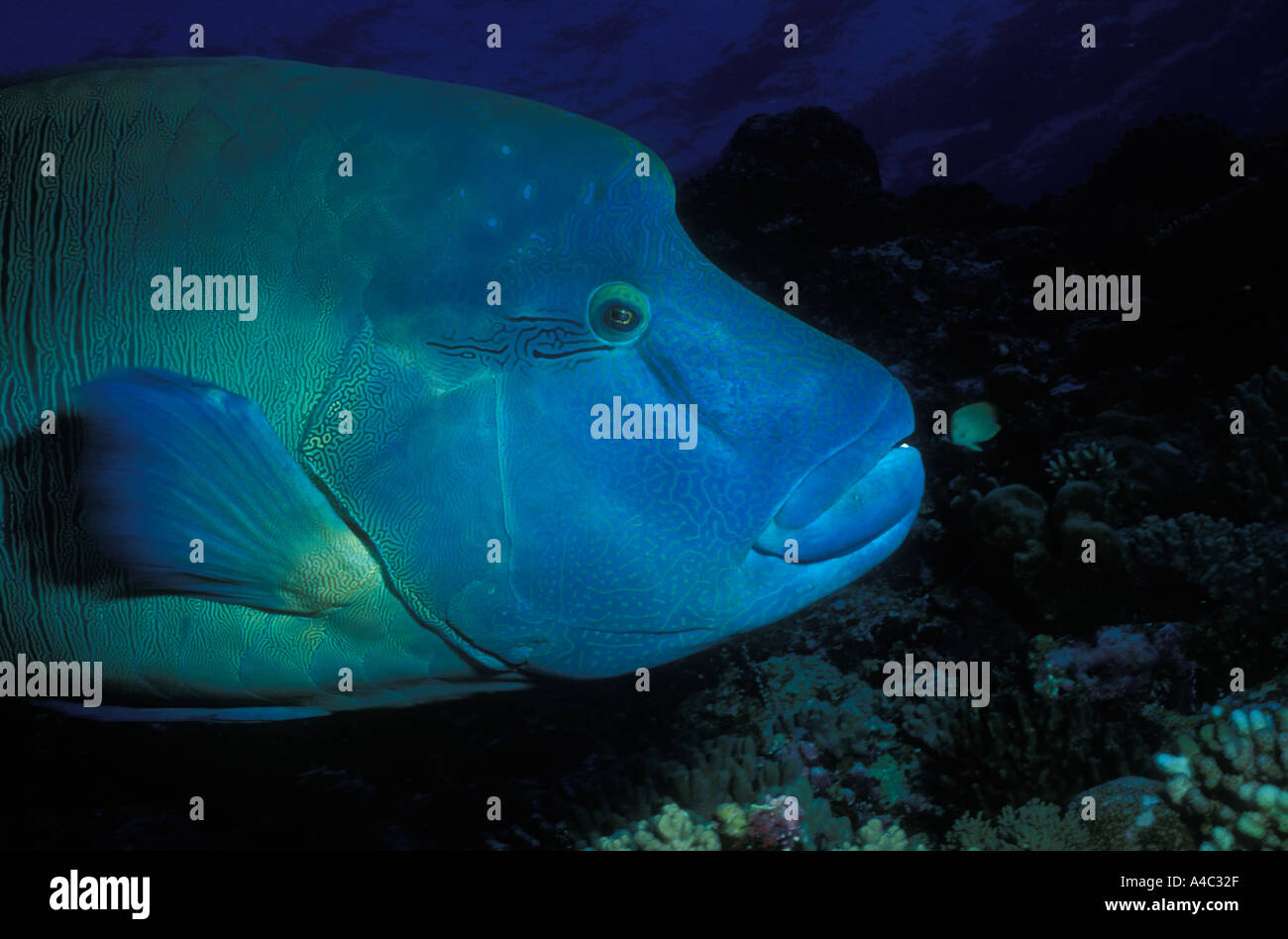 Humphead wrasse napoleonfish napoleon close hi-res stock photography ...