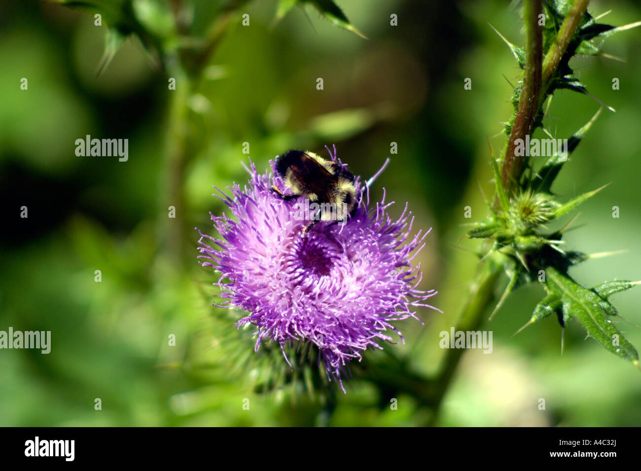 Bee on Purple Thistle (Cirsium Horridulum Stock Photo - Alamy