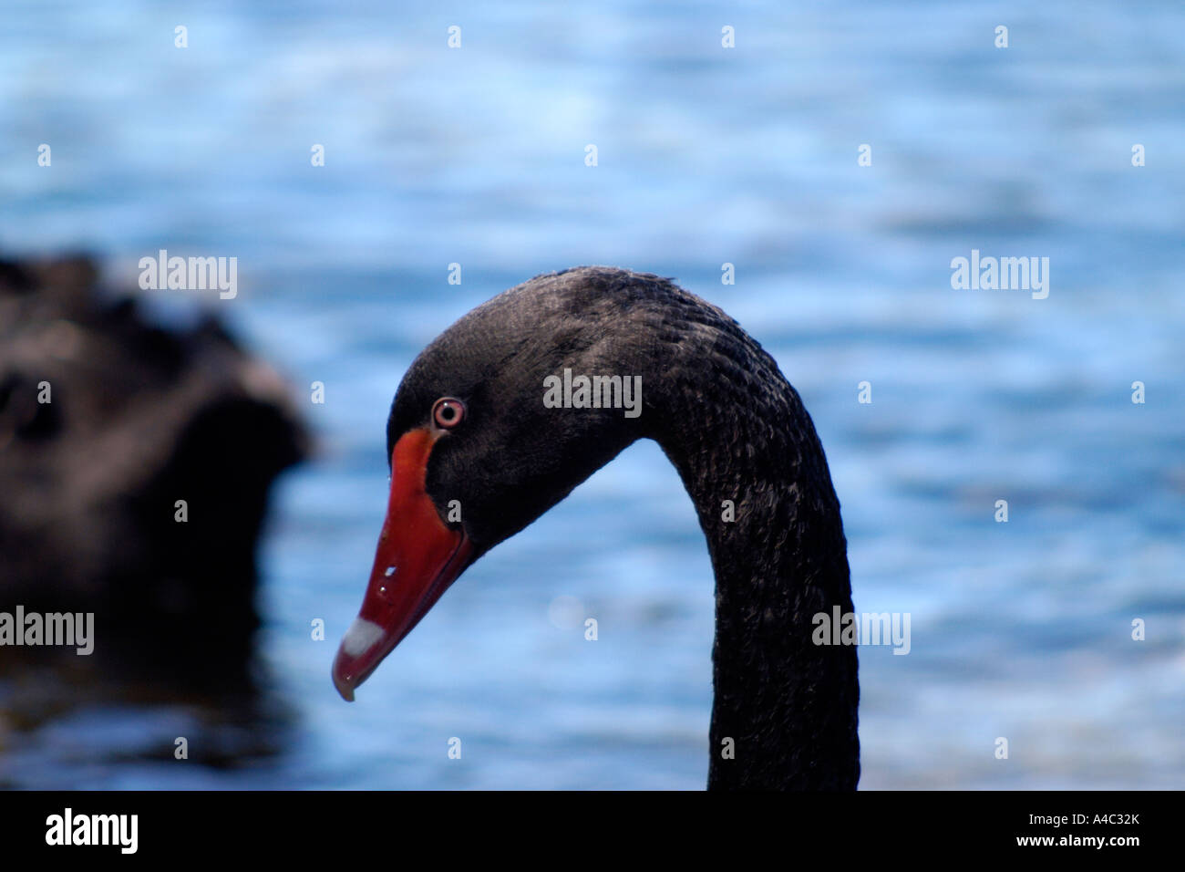 Australian Black Swan profile (Cygnus atratus Stock Photo - Alamy