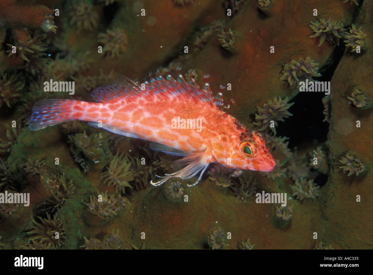 PIXIE HAWKFISH CIRRHITICHTHYS OXYCEPHALUS Stock Photo - Alamy