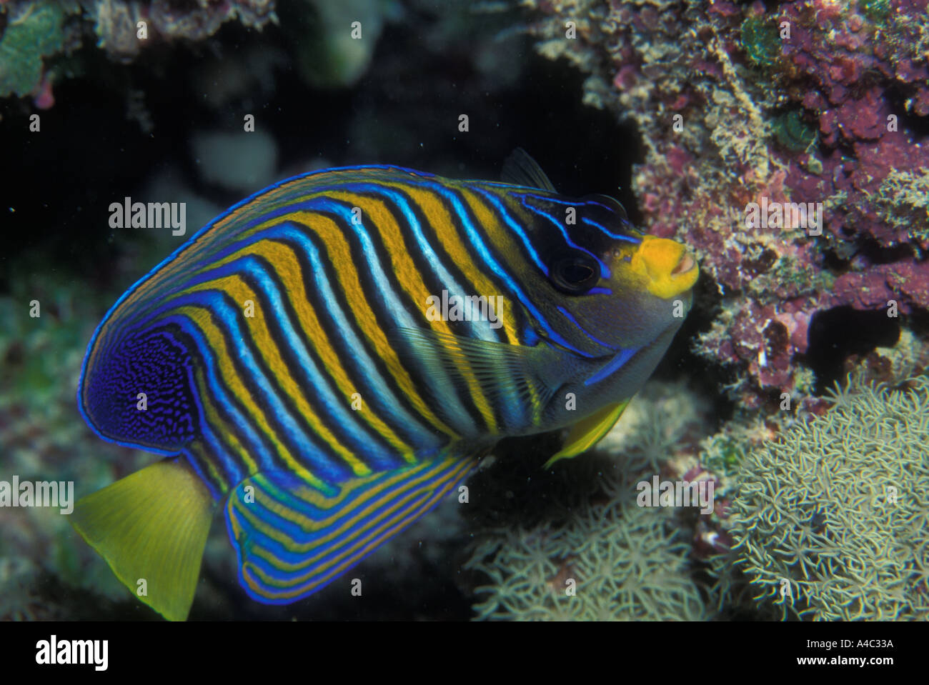 REGAL ANGELFISH PYGOPLITES DIACANTHUS Stock Photo - Alamy