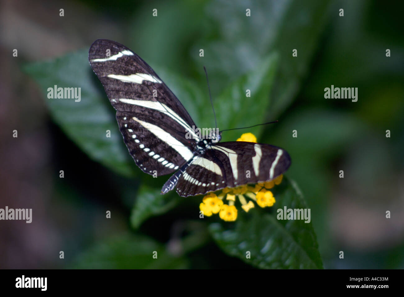 The Zebra Butterfly (Heliconius charitonia Stock Photo - Alamy