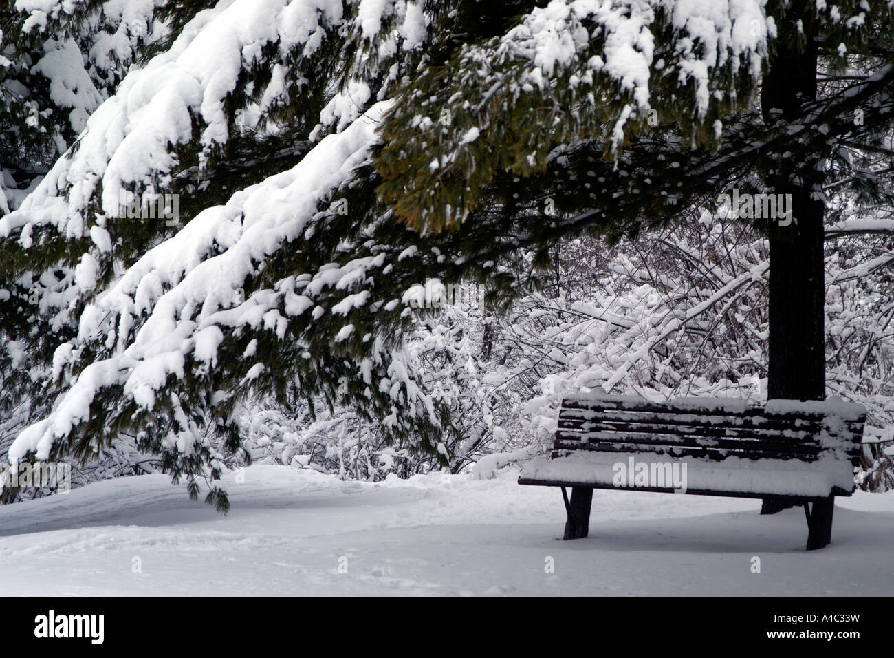 Snow covered tree and park bench Stock Photo - Alamy