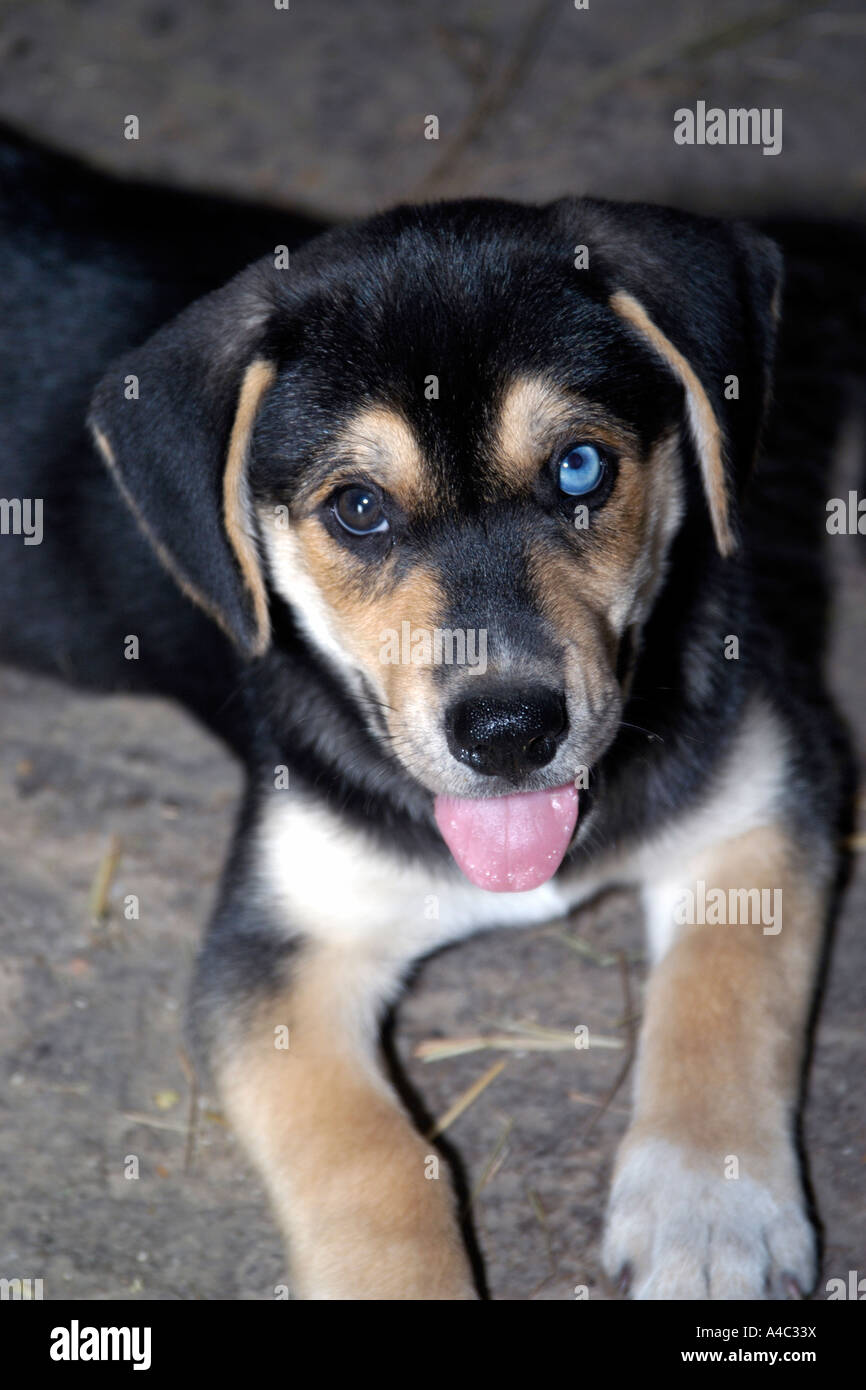 Dog with different eye color Stock Photo - Alamy