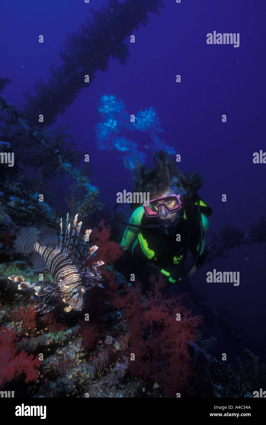 FEMALE SCUBA DIVER WITH LIONFISH PTEROIS VOLITANS RED SEA Stock Photo ...