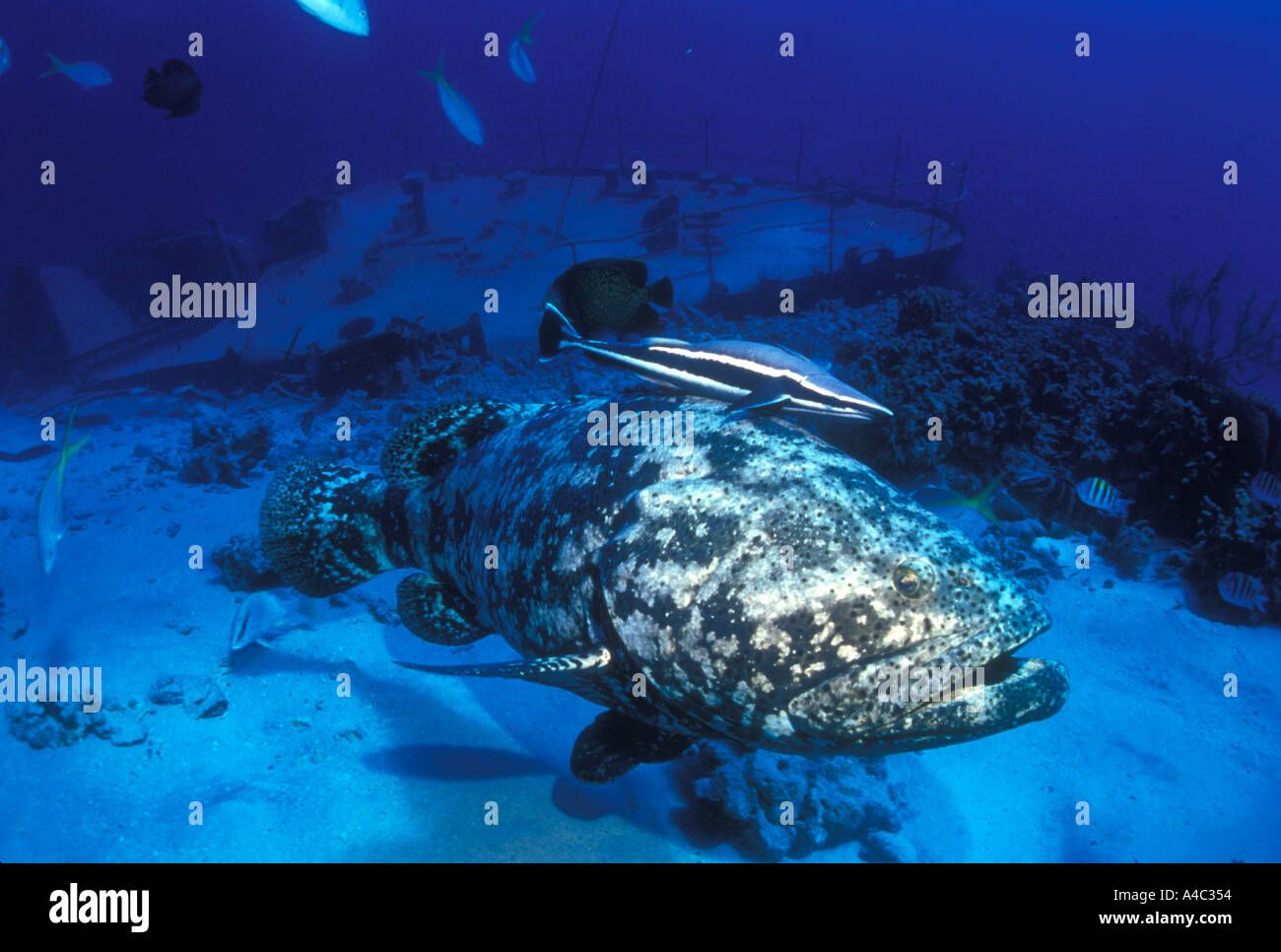 GOLIATH GROUPER EPINEPHELUS ITAJARA AND REMORA AT THE ORO VERDE WRECK ...