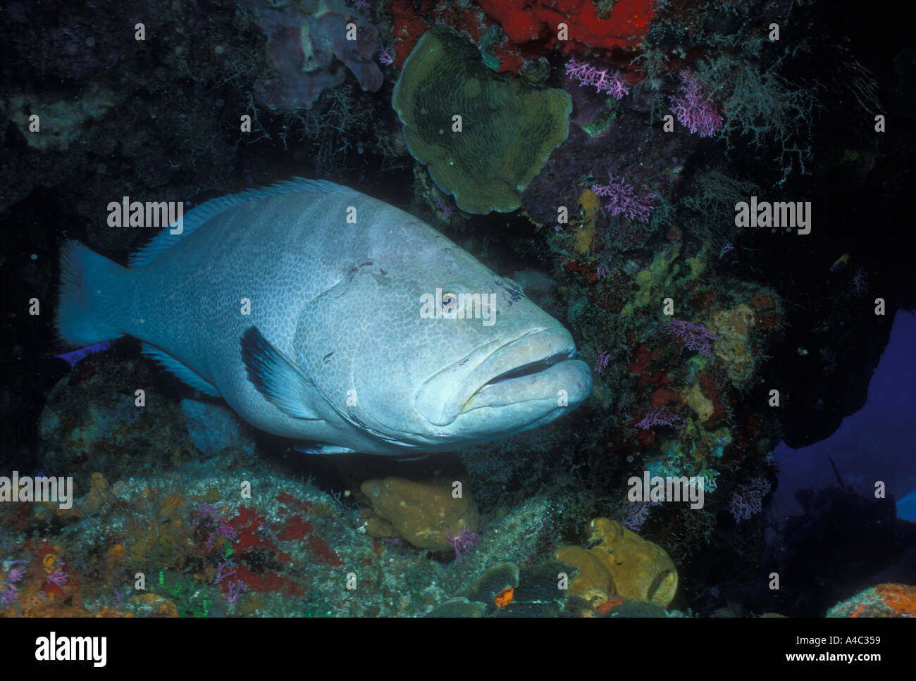 Tiger Grouper Mycteroperca Tigris High Resolution Stock Photography and ...