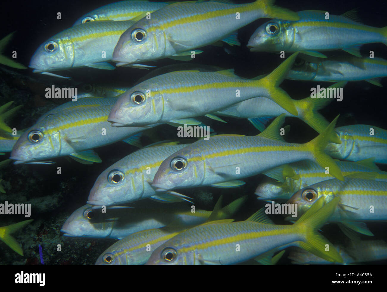 YELLOW GOATFISH MULLOIDICHTHYS MARTINICUS Stock Photo - Alamy