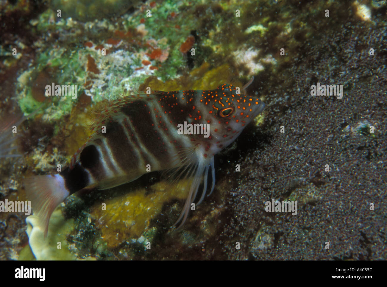 Redspotted hawkfishes hi-res stock photography and images - Alamy