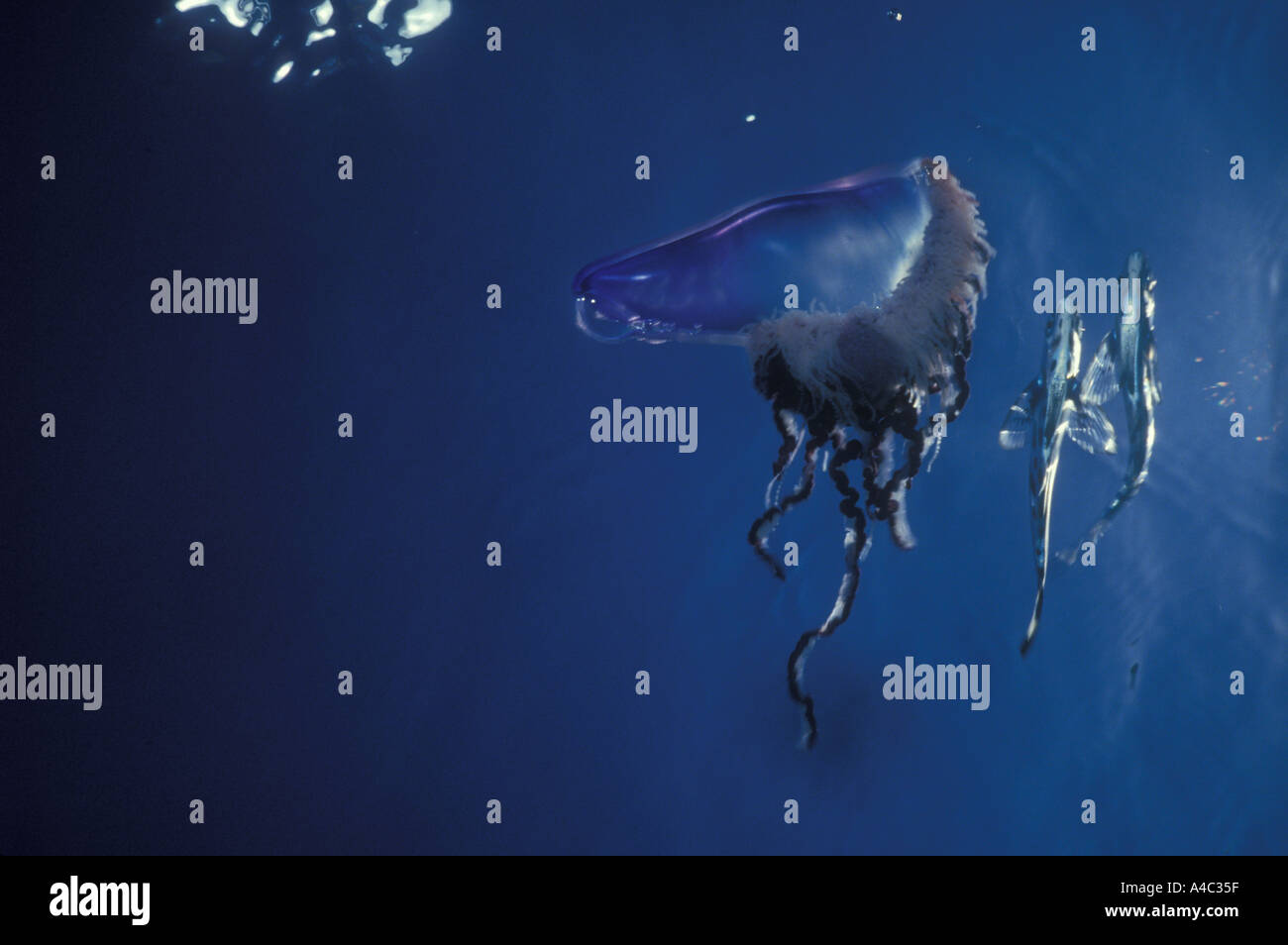 PORTUGUESE MAN OF WAR PHYSALIA PHYSALIS Stock Photo - Alamy