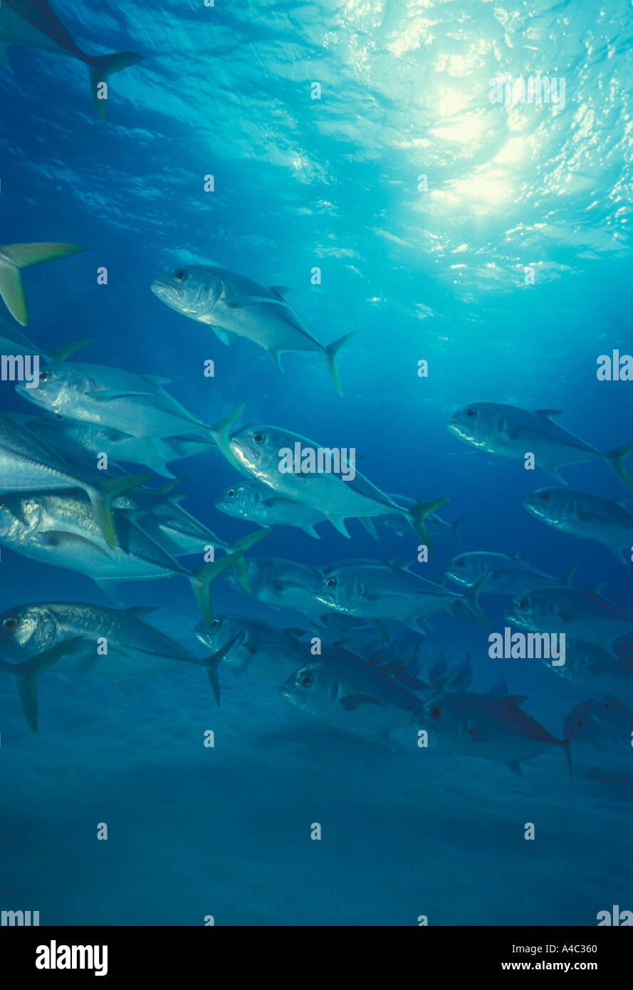 HORSE EYE JACK CARANX LATUS Stock Photo - Alamy