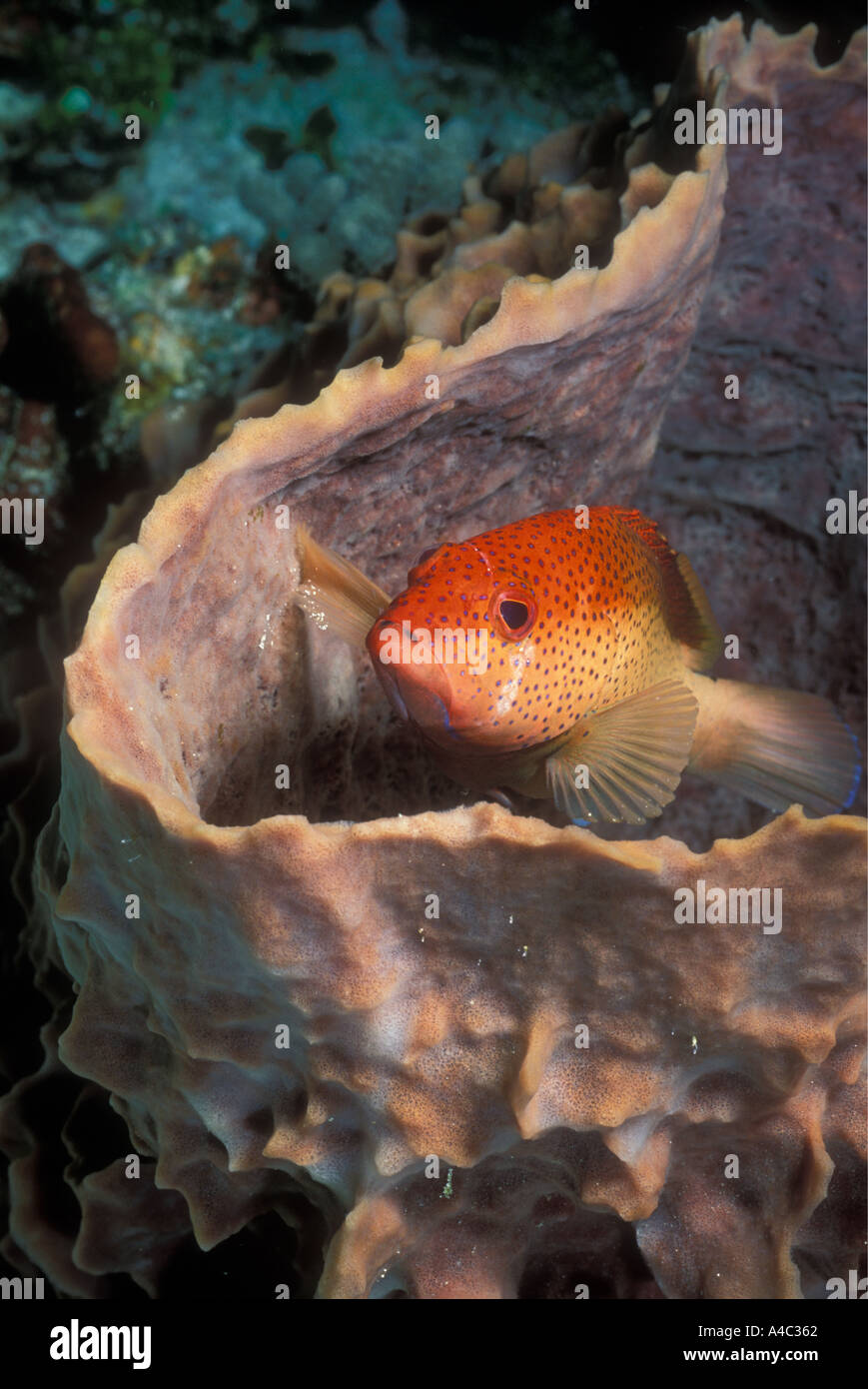 Coney fish caribbean hi-res stock photography and images - Alamy